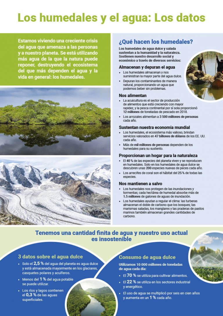 La Importancia De Los Humedales Para La Biodiversidad Libélula Libélula